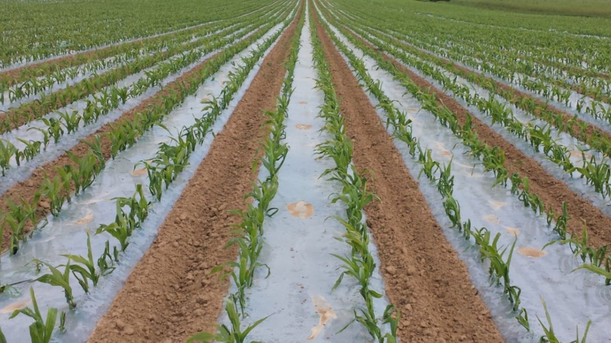 Clear Mulch Film – Samco Systems